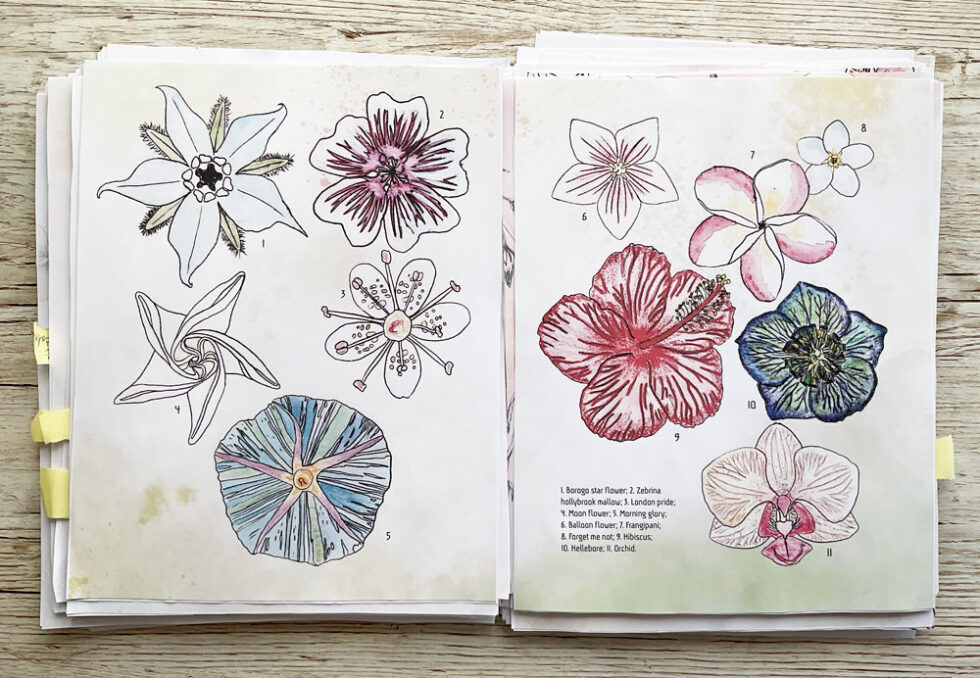 A Peek inside my new Botanical Drawing Book and Creative Happenings in ...