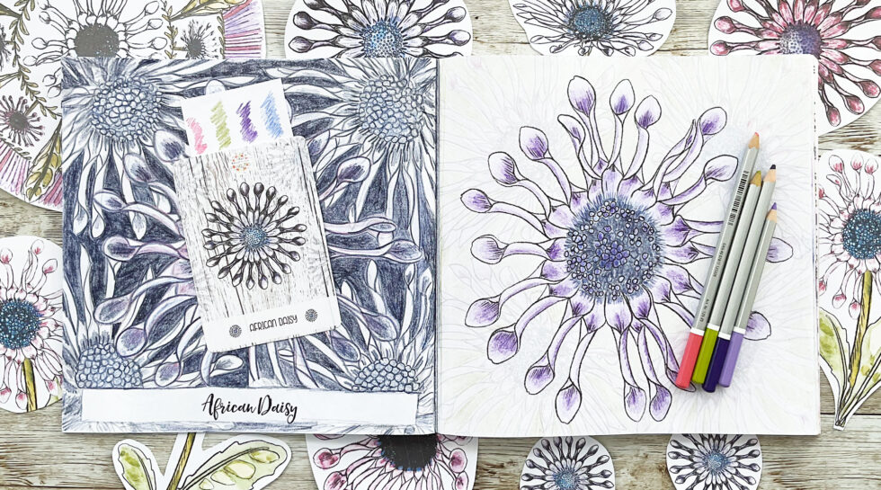 Coloring Club: African Daisy Bloom Design: Watch my video and join me ...