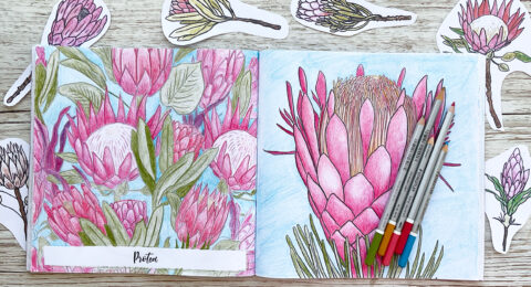 Coloring Club: Protea Bloom: Watch my video and join me to color ...